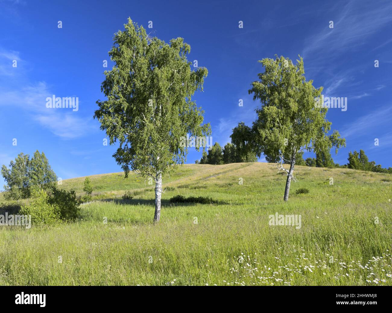 Two birches on the slopes of a mountain in the foothills of the Salair ...