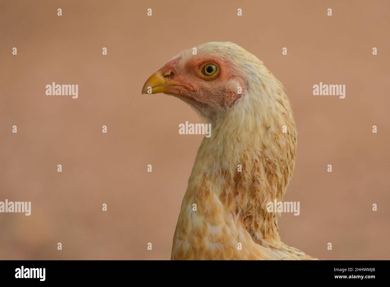 Tail hens hi-res stock photography and images - Alamy