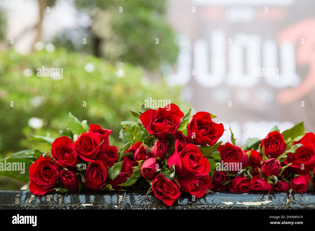 Red rose with leaf hi-res stock photography and images - Alamy