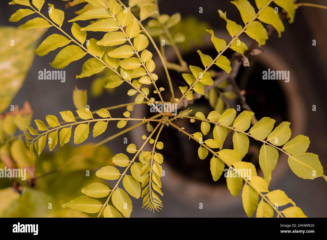 Top view of a potted curry tree with yellow leaves in a garden with a ...