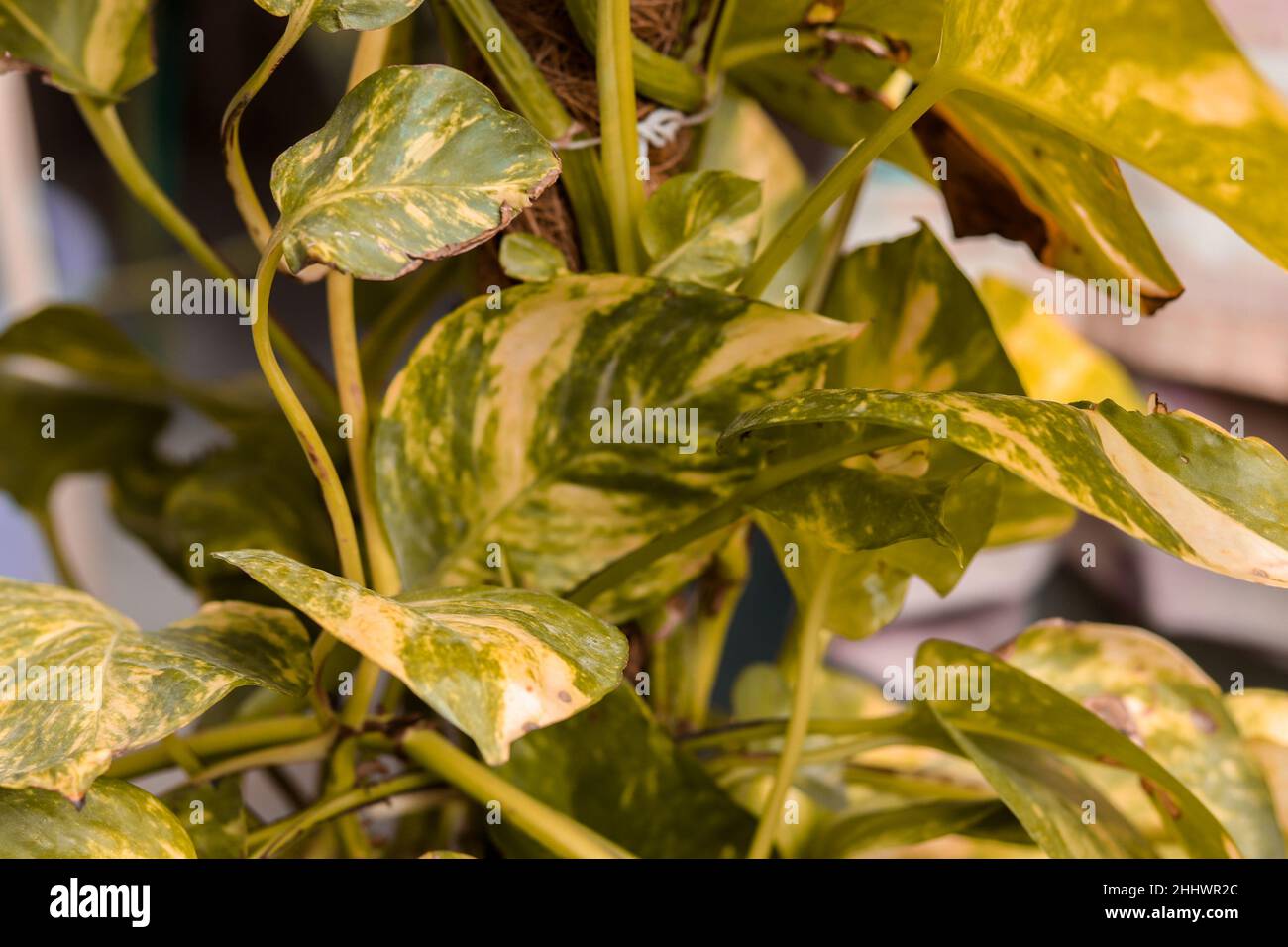 Closeup of potted Devil's ivy leaves under the lights with a blurry ...