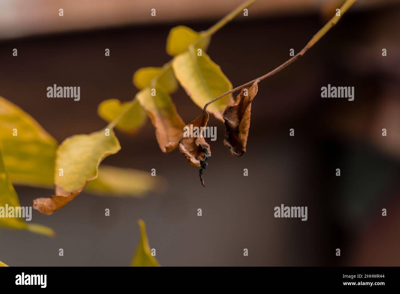 Closeup of dried curry tree leaves on a branch in a garden with a ...