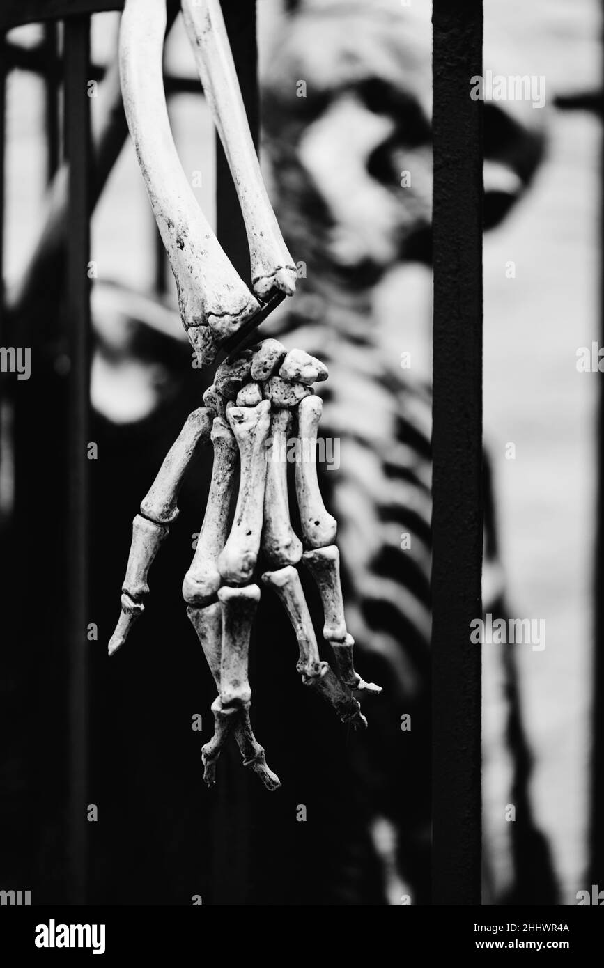 Caged skeleton in hi-res stock photography and images - Alamy