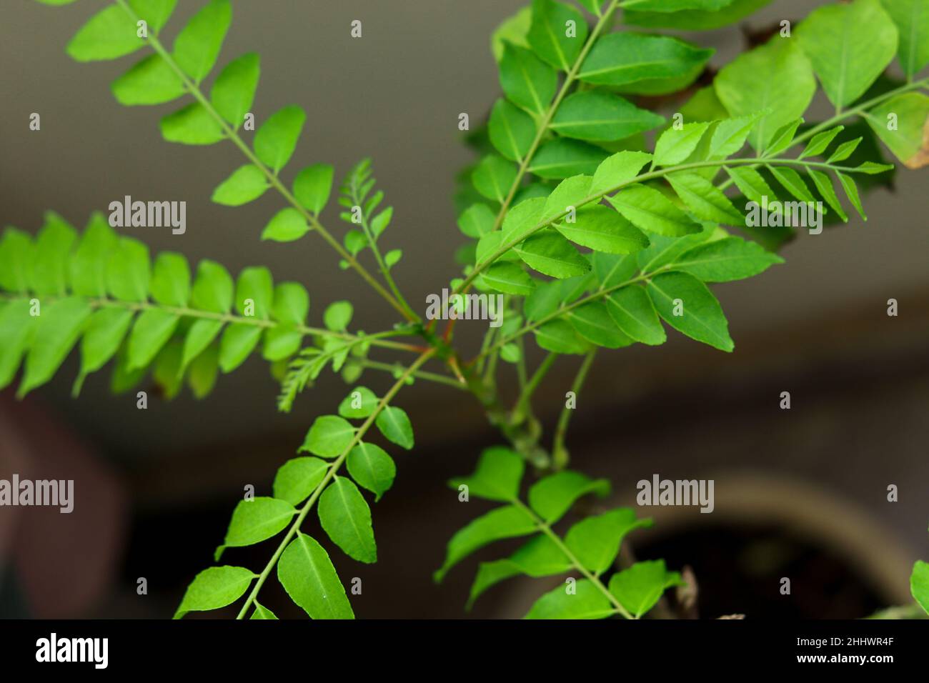 Potted curry tree hi-res stock photography and images - Alamy