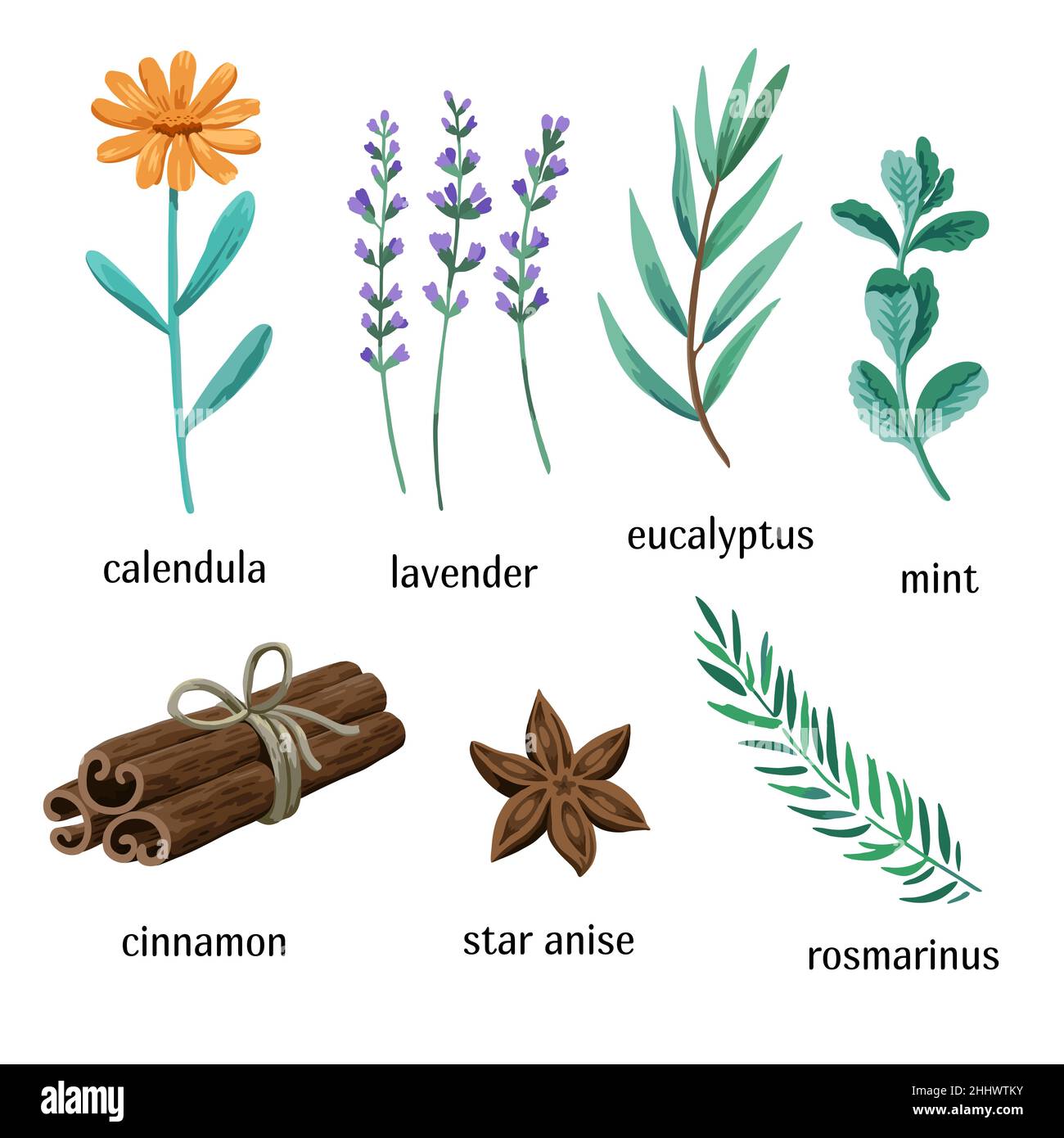Set of medicinal aromatic herbs isolated on white background Stock ...