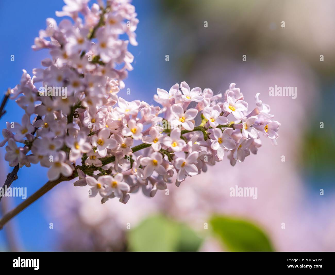 Pink Blooming Lilac Flowers in spring. Branches with spring lilac ...