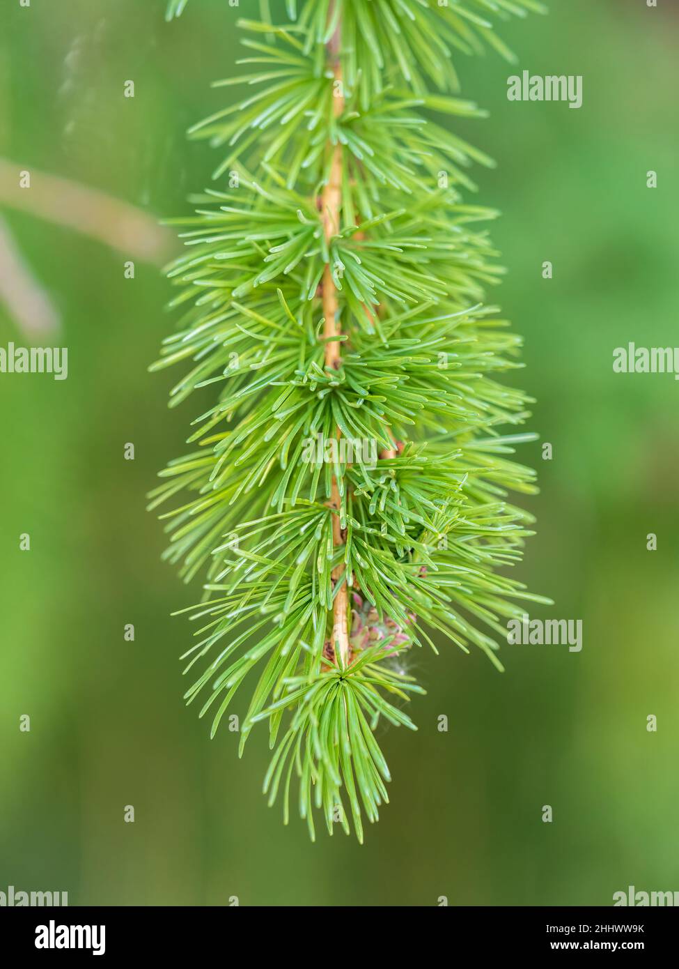 Young branches of larch. Closeup of green larch young needles. Larix ...
