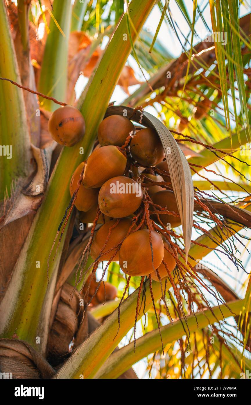 Caribbean - Golden Coconut Stock Photo - Alamy