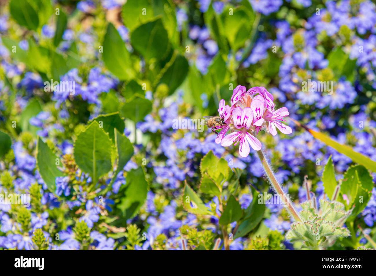Western australia flower hi-res stock photography and images - Alamy