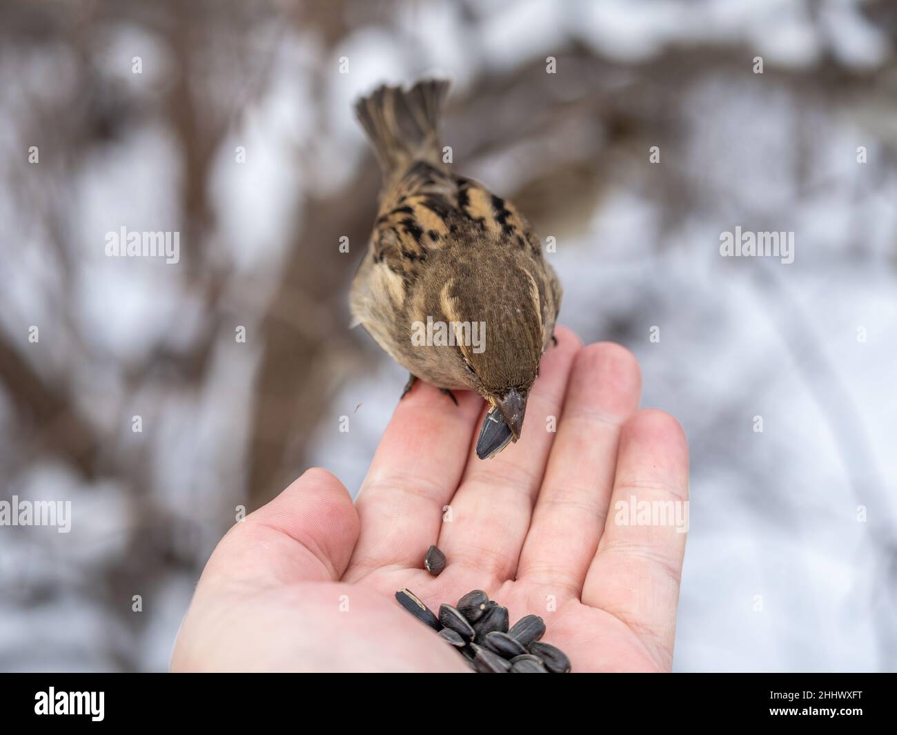 Sparrow eats seeds from a man's hand. A Sparrow bird sitting on the ...