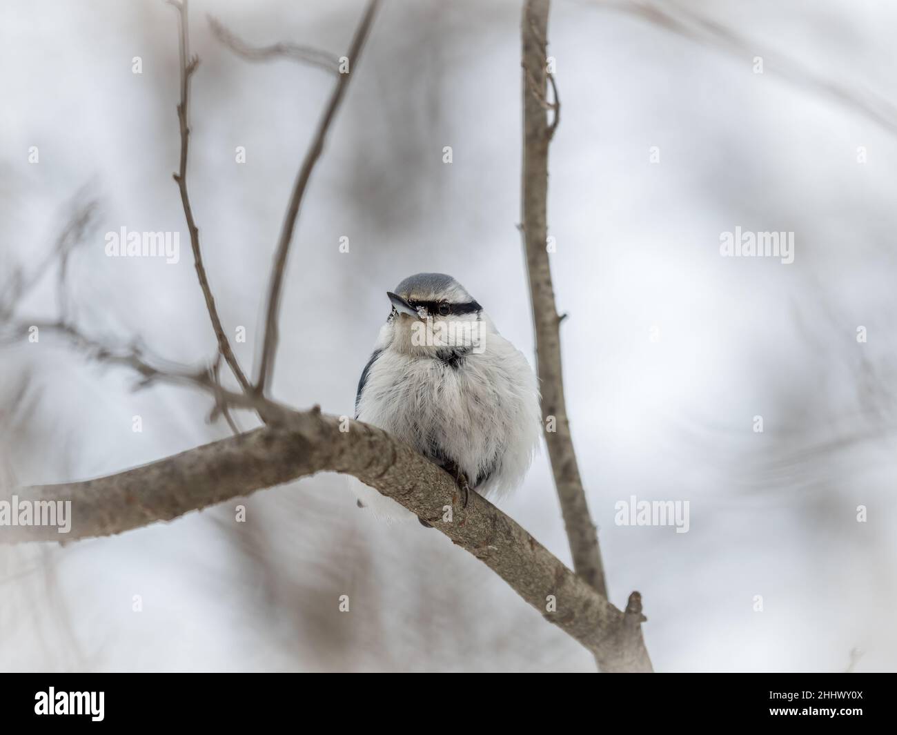 Eurasian nuthatch or wood nuthatch, lat. Sitta europaea, sitting on a ...