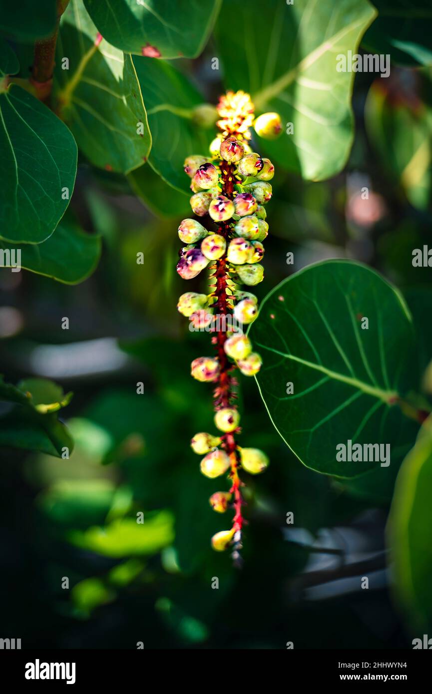 Caribbean: Sea grapes Stock Photo - Alamy