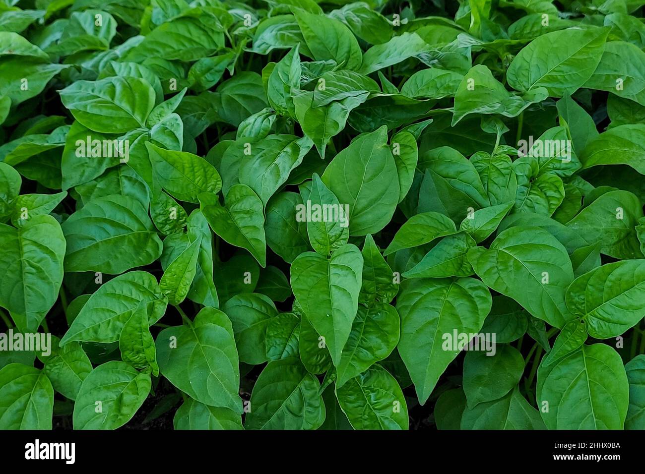 chili seeds ready to plant Stock Photo - Alamy