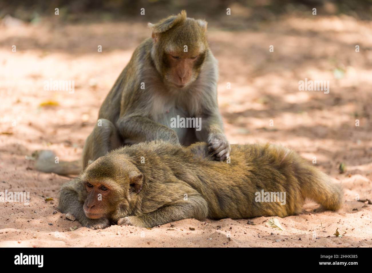 Monkeys are searching for ticks on nature background Stock Photo - Alamy