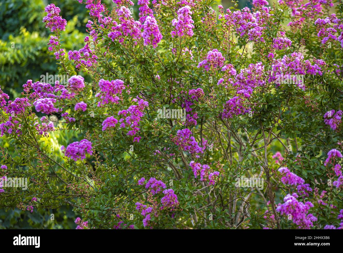 Lagerstroemia lagerstroemia speciosa lythraceae tree hi-res stock ...