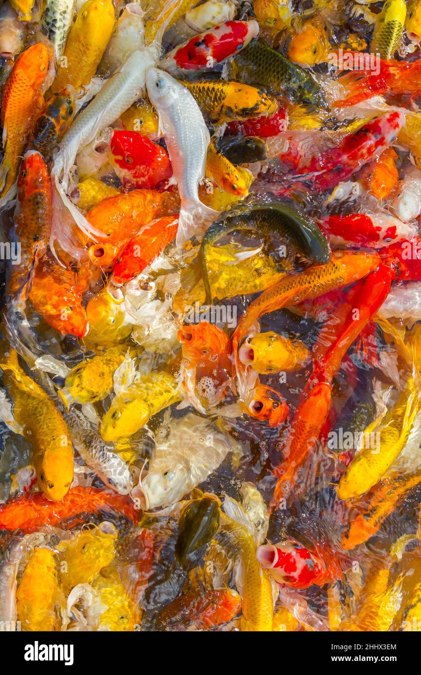 Koi Carps Fish Japanese swimming (Cyprinus carpio) beautiful color ...