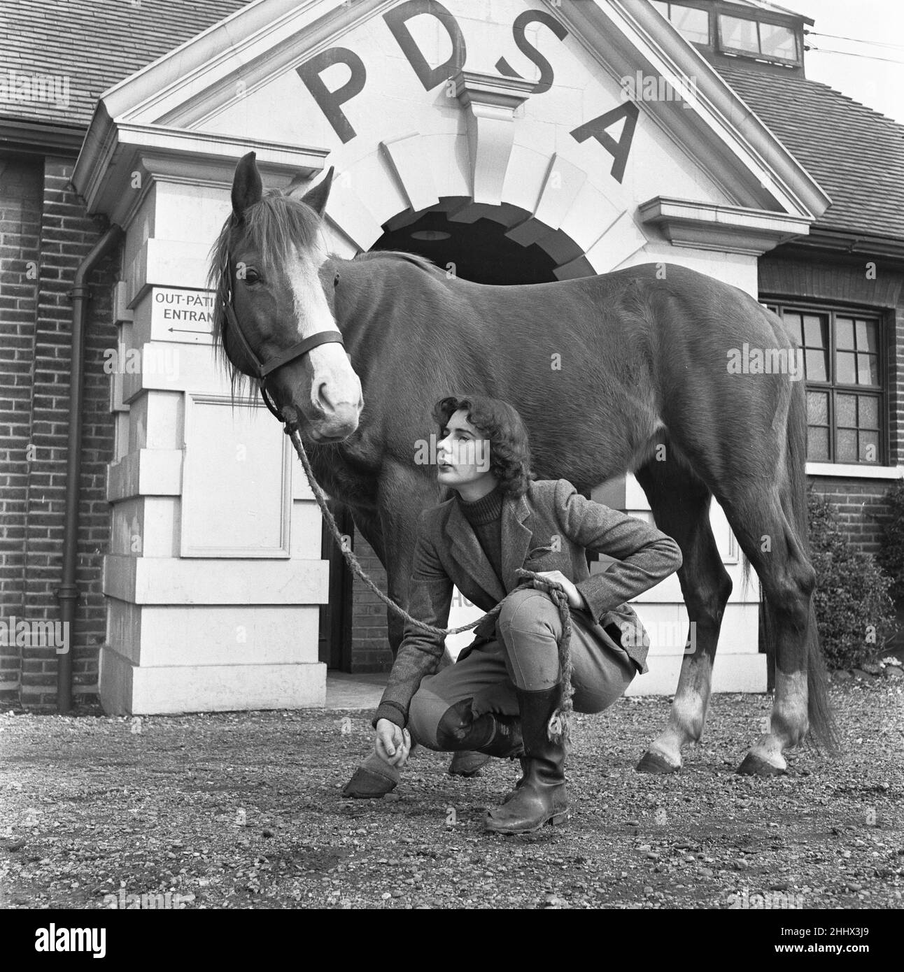 Dorothy H Cauie has a horse at the People's Dispensary for Sick Animals ...