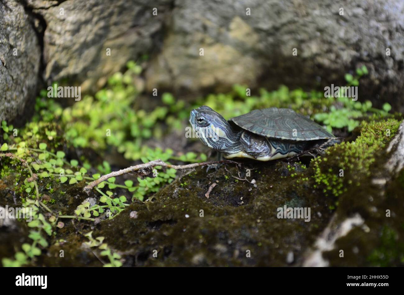 trachemys scripta elegans Stock Photo - Alamy