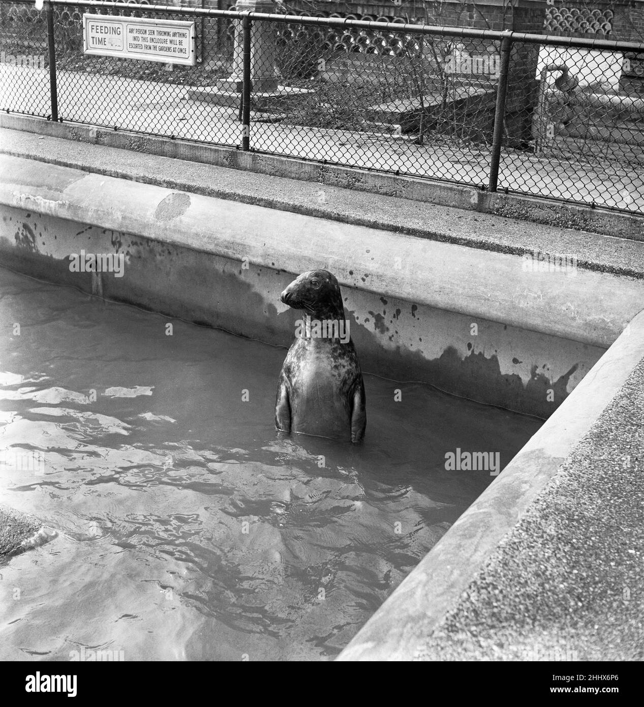 Sammy the seal waiting expectantly in his London Zoo tank, for his ...