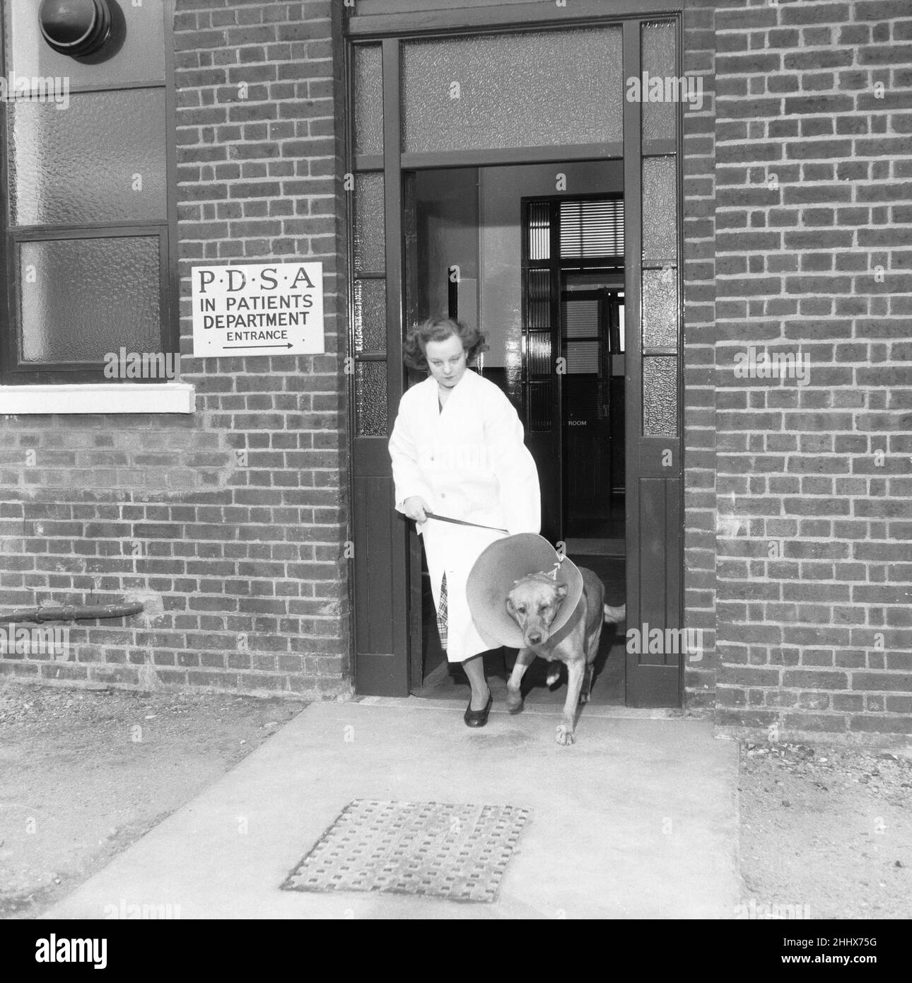 PDSA Hospital Ilford 19th March 1954A veterinary assistant leads out ...