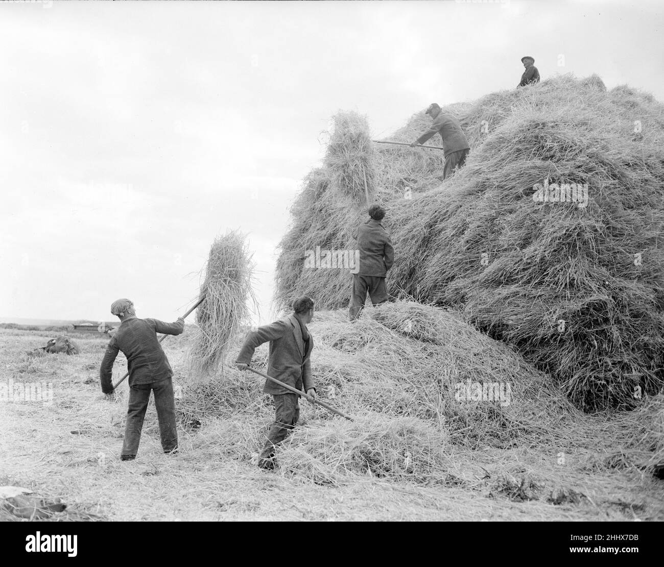Farmhands seen here building a haystac, Circa 1952 Stock Photo - Alamy