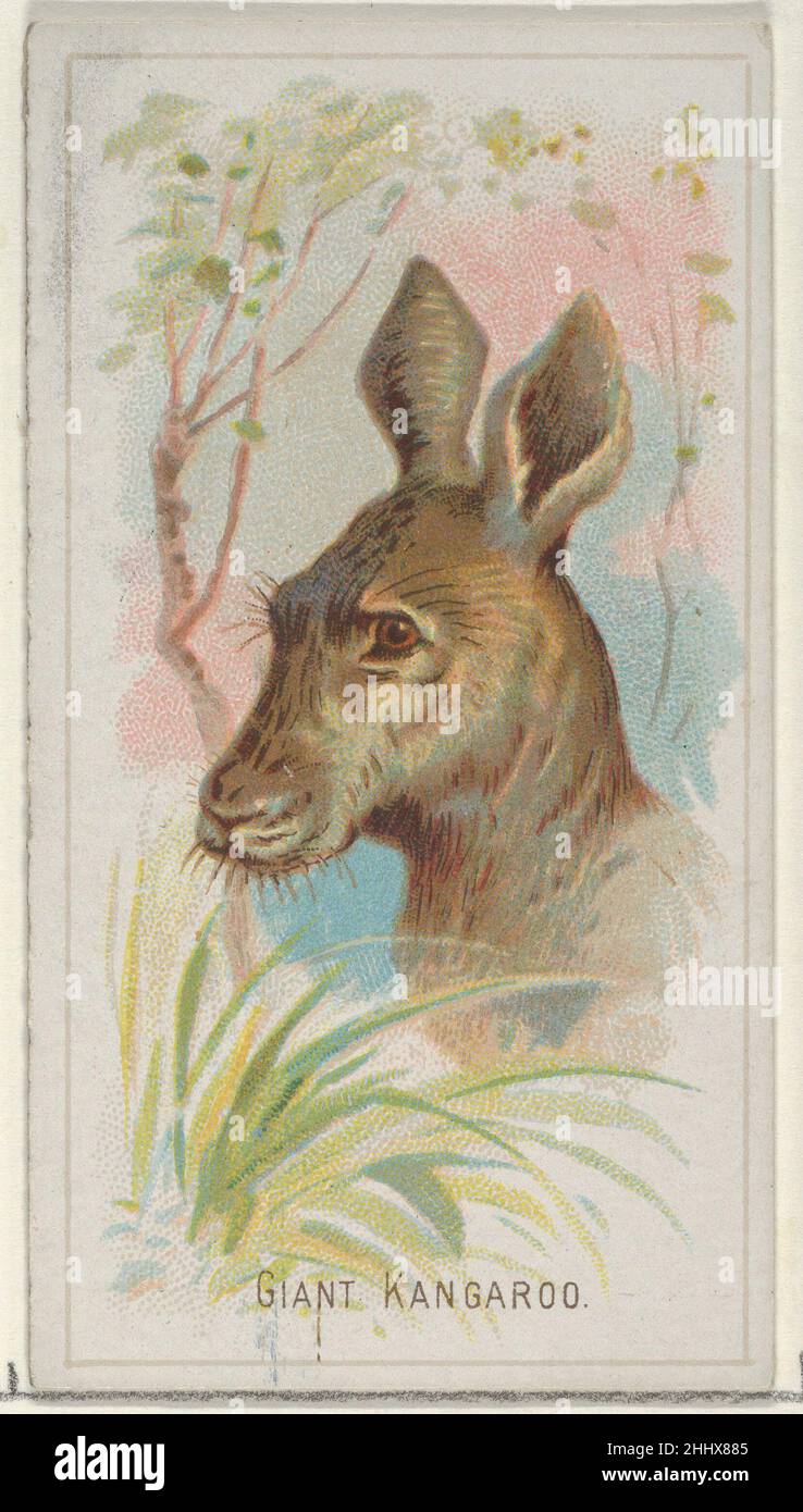 Giant Kangaroo, from the Wild Animals of the World series (N25) for ...