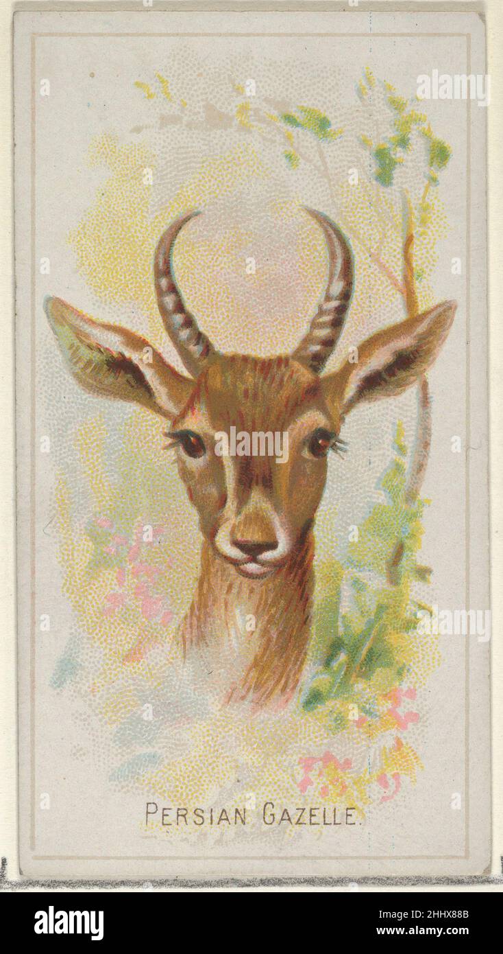 Persian gazelle from wild hi-res stock photography and images - Alamy