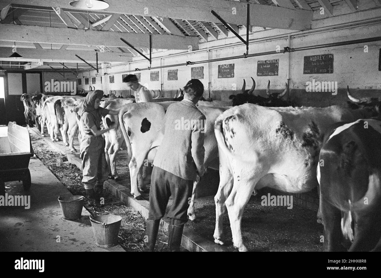 Milking cows england Black and White Stock Photos & Images - Alamy