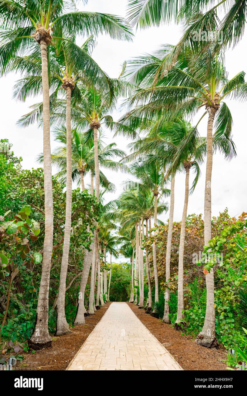 Natural view of a pathway with tall coconut trees on both sides in ...