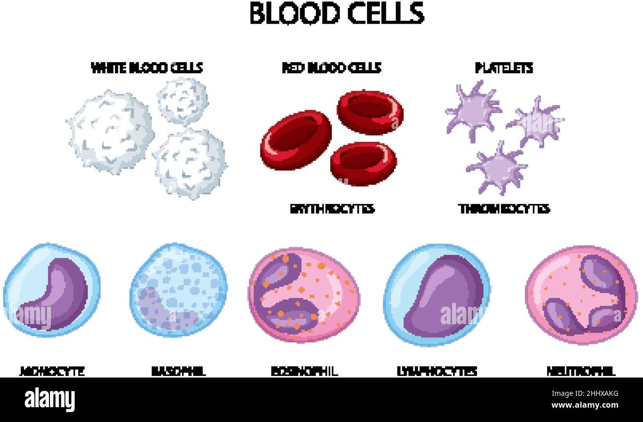 Living cells Cut Out Stock Images & Pictures - Alamy