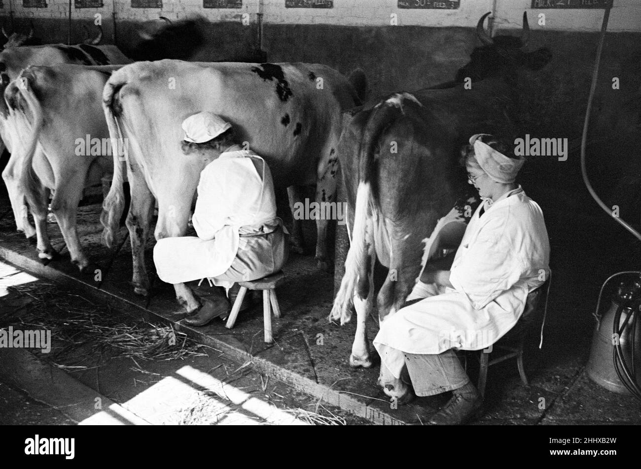 Members of the Women Land Army (WLA) at work using mechanical milkers ...