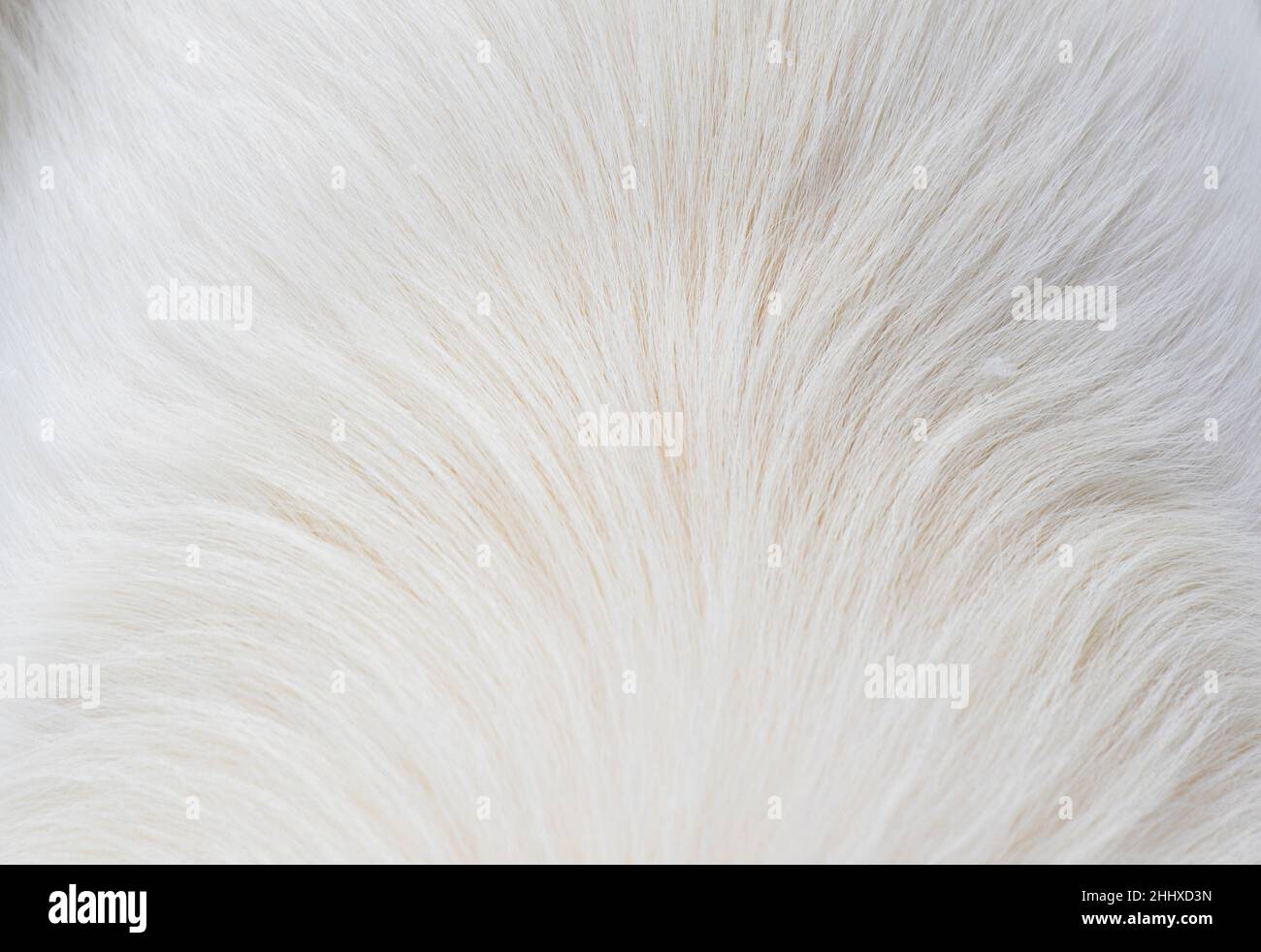 White dog fur background and texture, high angle view Stock Photo - Alamy
