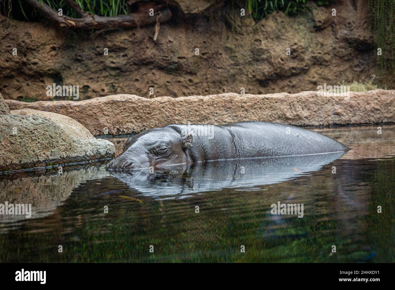 A hippopotamus hides in the water in Loro Parque, Tenerife Stock Photo ...