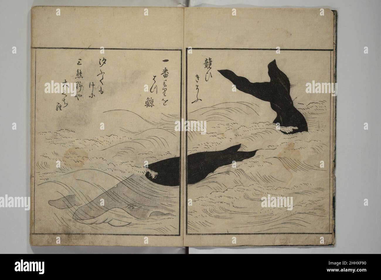 The Servants of the Dragon King of the Sea: Fish and Shells 1802 ...