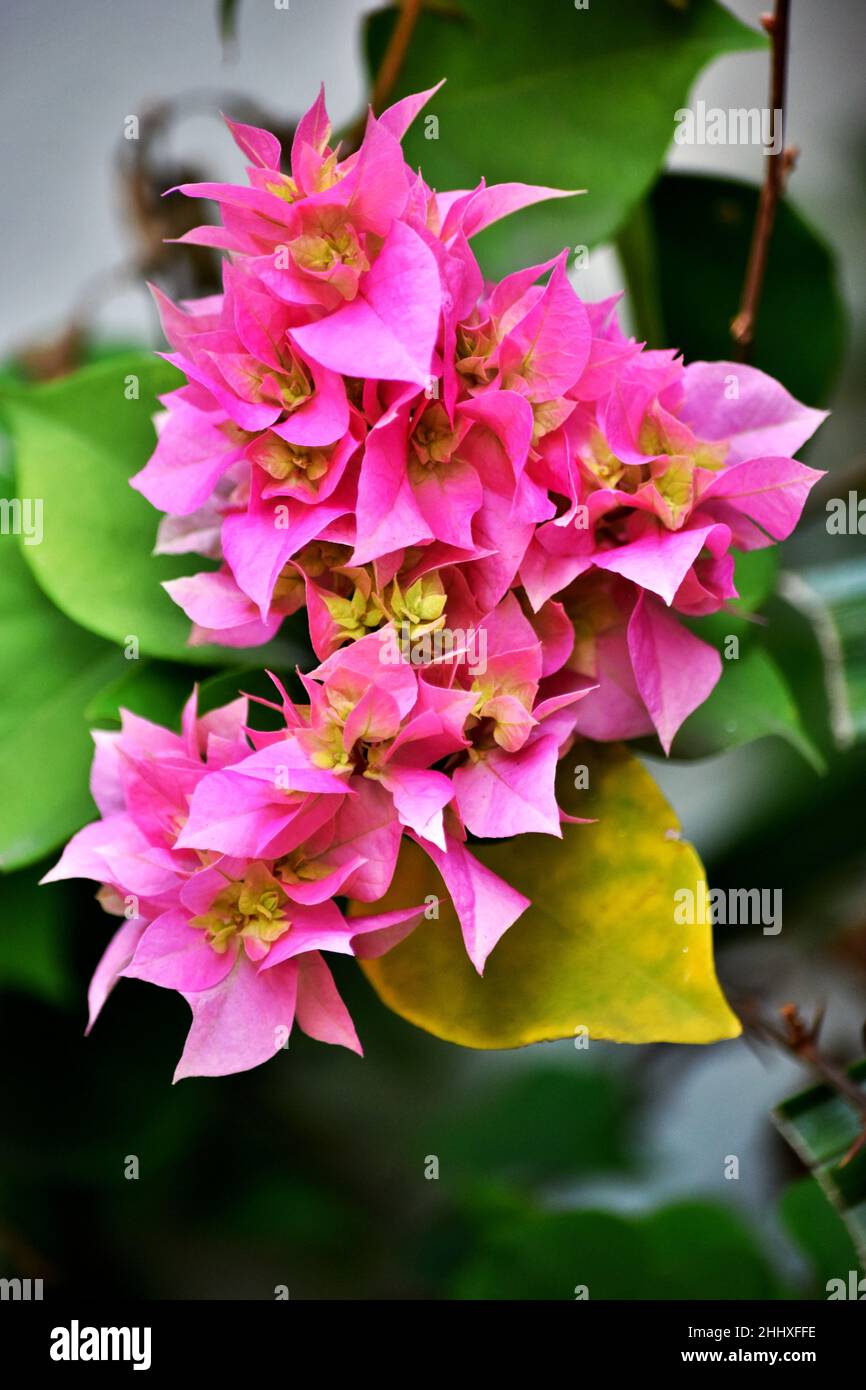 Closeup of Bougainvillea flowers Stock Photo - Alamy