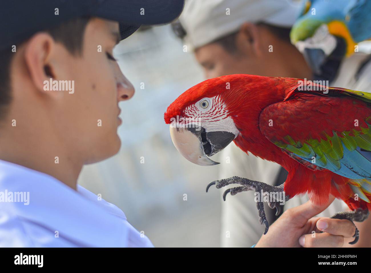 Baby parrot with kids hi-res stock photography and images - Alamy