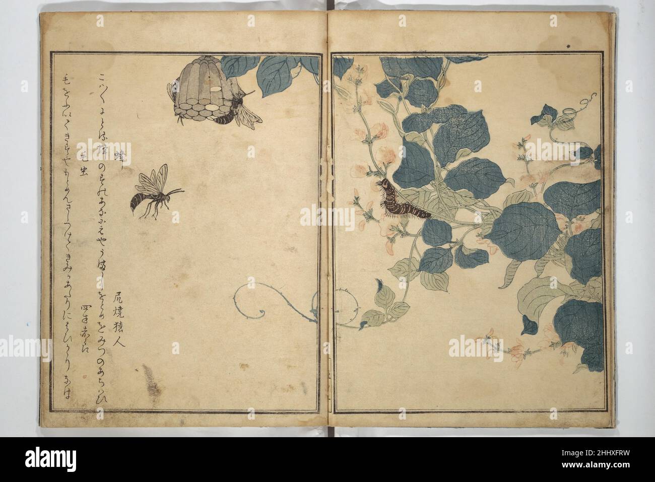 Picture Book of Selected Insects (The Insect Book) 1788 Kitagawa ...