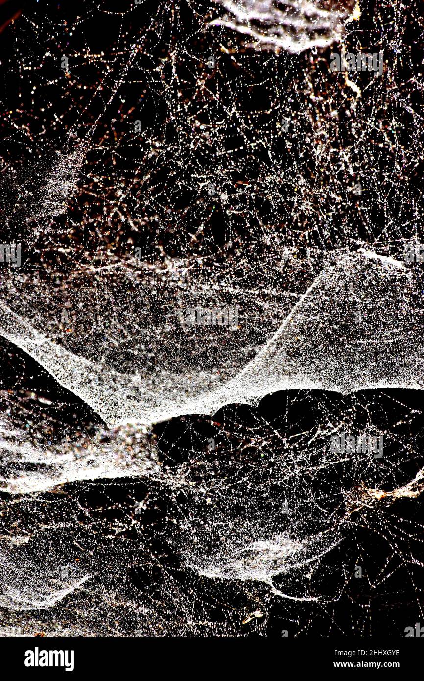 Artistic cobwebs woven by spider Stock Photo - Alamy