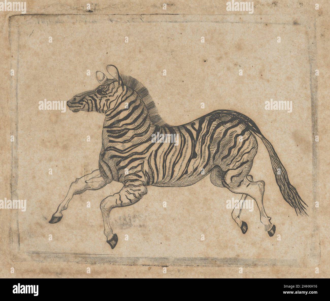 Banknote vignette showing a zebra ca. 1824–37 Attributed to Asher Brown ...