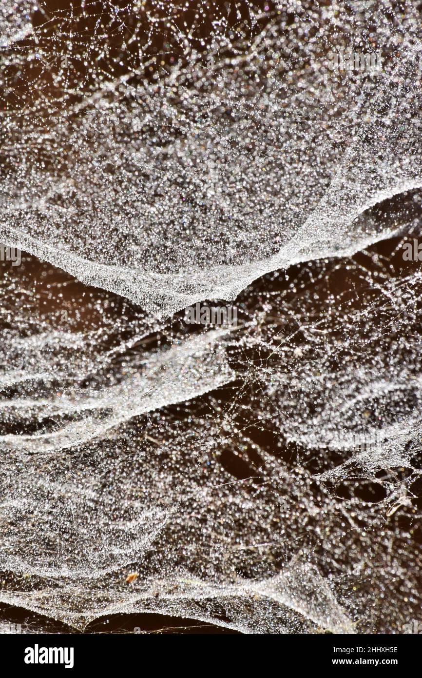 Artistic cobwebs woven by spider Stock Photo - Alamy