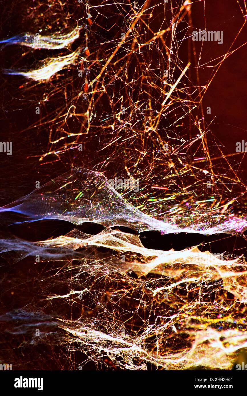 Artistic cobwebs woven by spider Stock Photo - Alamy