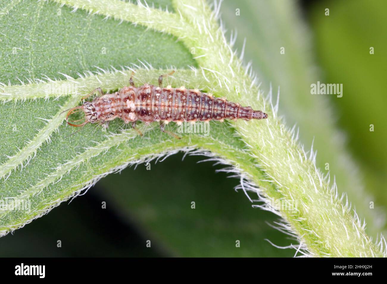 Green lacewing larvae hi-res stock photography and images - Alamy