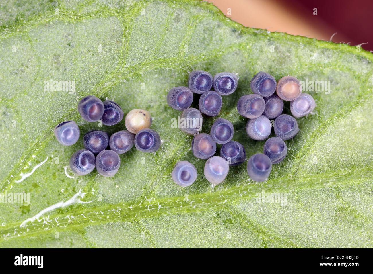 Pentatomidae Eggs