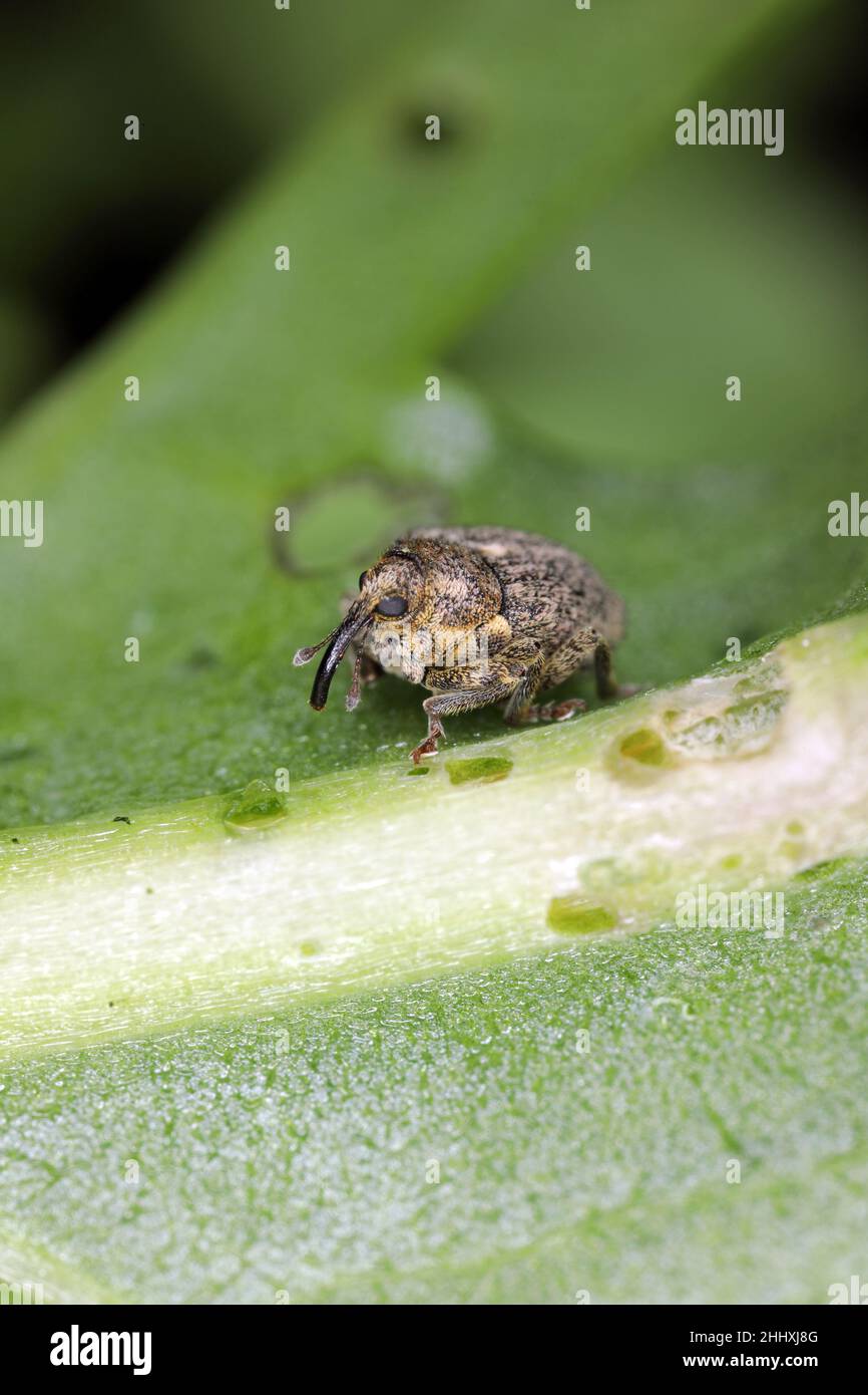Ceutorhynchus napi and Ceutorhynchus pallidactylus (formerly quadridens ...