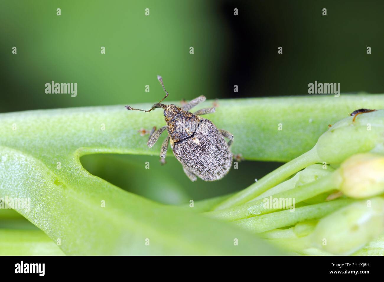 Ceutorhynchus napi and Ceutorhynchus pallidactylus (formerly quadridens ...