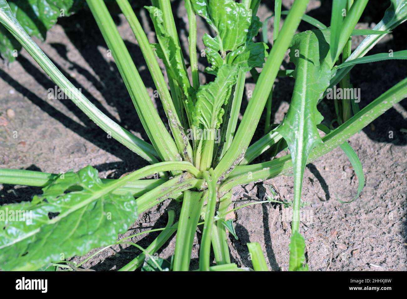 Damaged plants of sugar beet by caterpillars of the beet moth ...