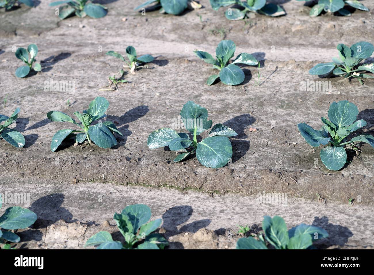 Cabbage cultivation in the field Stock Photo - Alamy