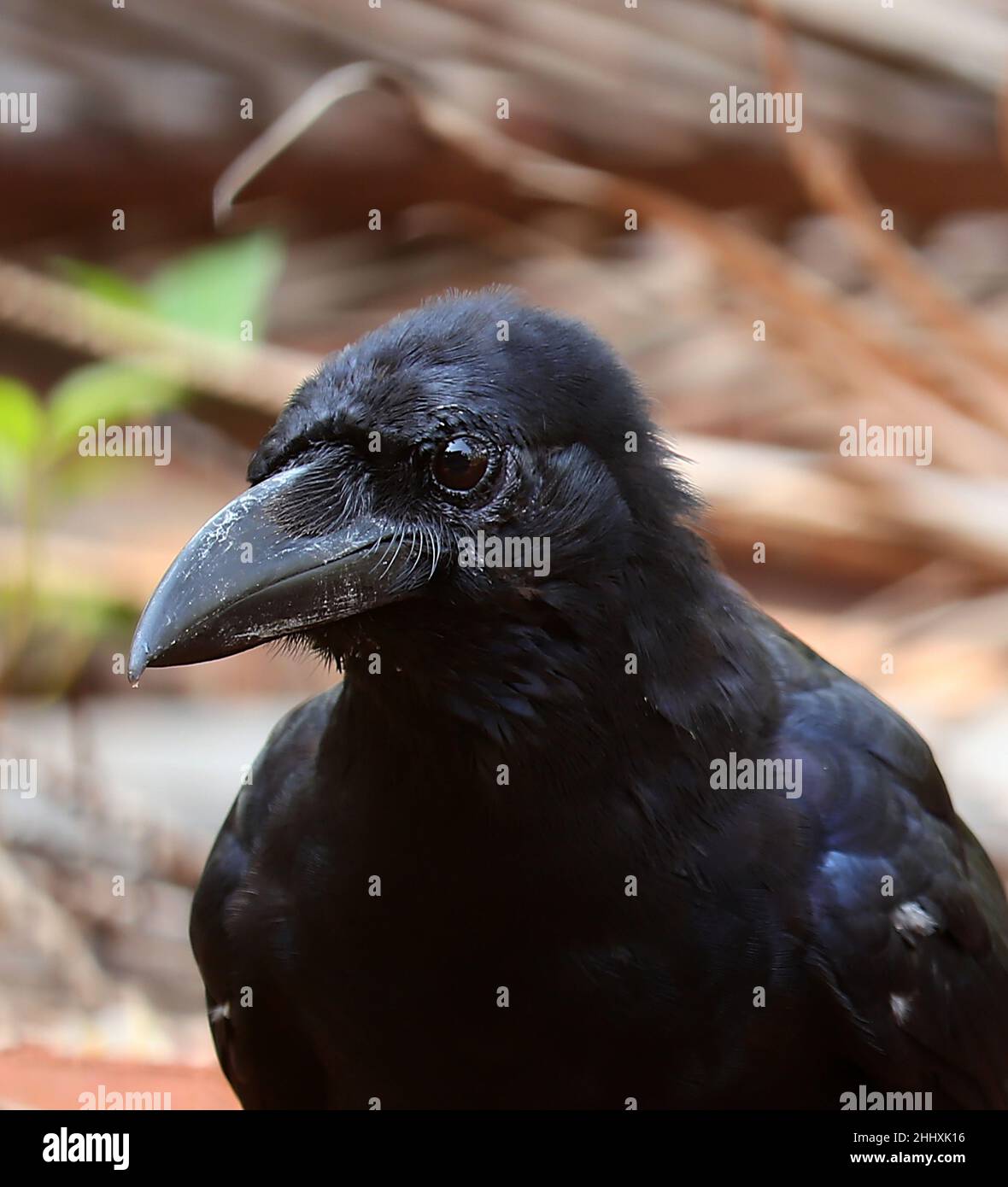 Portrait/close-up of a juvenile Indian jungle crow Stock Photo - Alamy