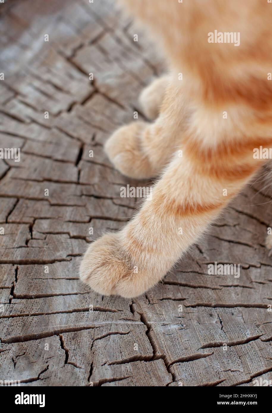 Ginger cat paws hi-res stock photography and images - Alamy