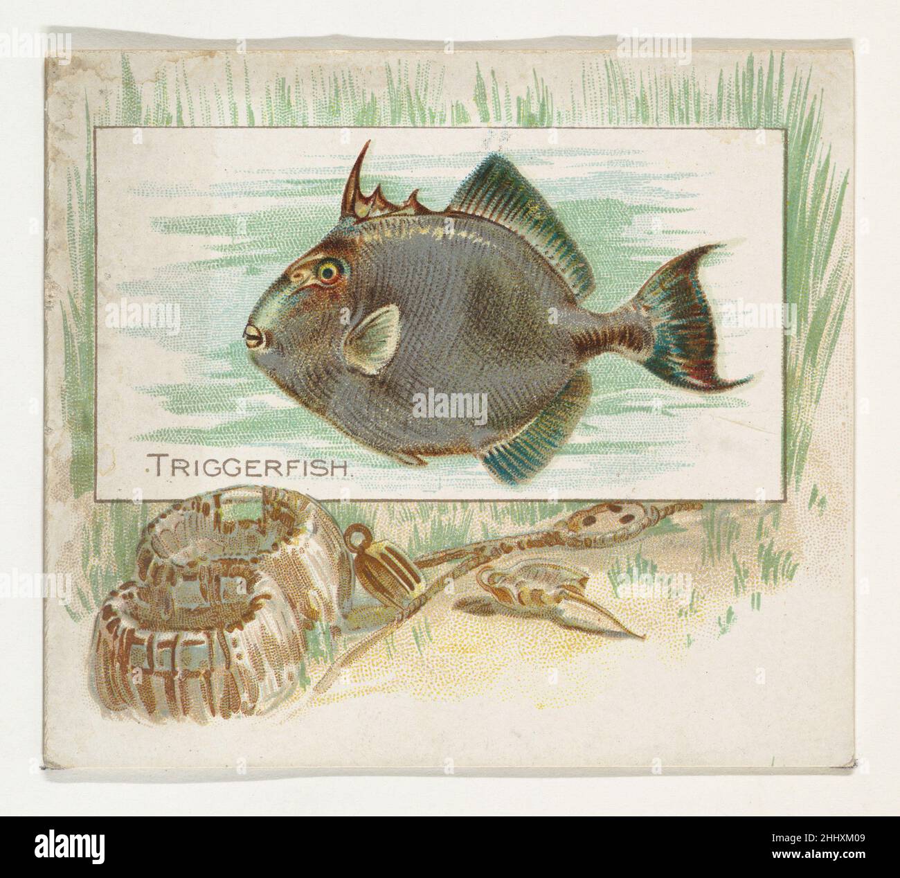 Triggerfish species hi-res stock photography and images - Alamy